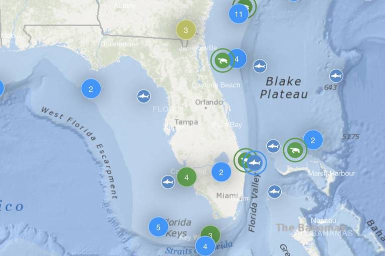 This Tracker Helps You Keep Tabs On Sharks In Florida Waters