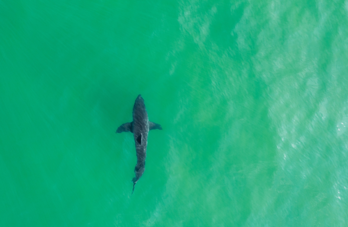 This Tracker Helps You Keep Tabs On Sharks In Florida Waters