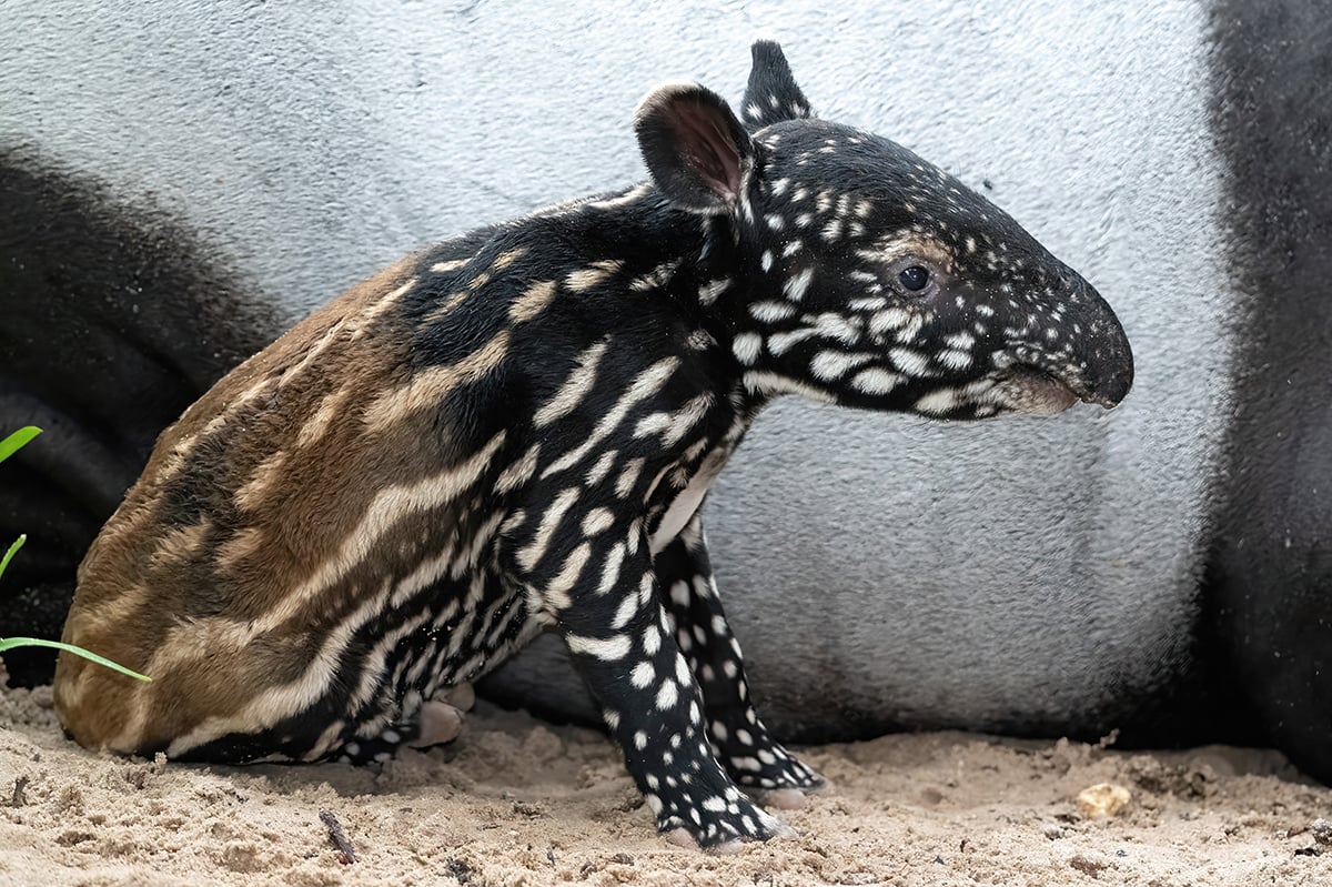 Nace En El Zoo Miami Un Tapir Malayo En Peligro De Extinción
