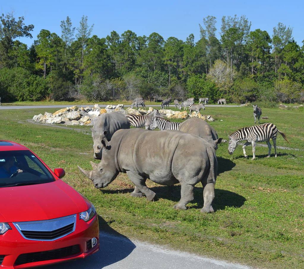 5 Incredible Zoos And Animal Experiences In And Around Miami