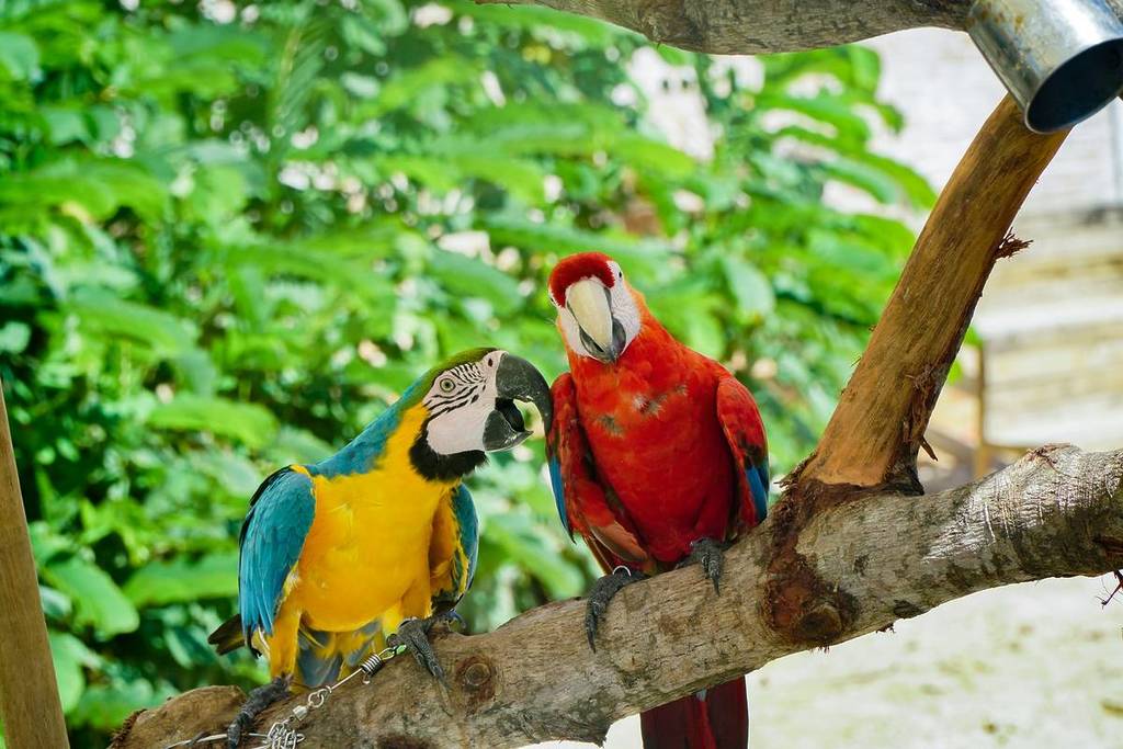 5 Incredible Zoos And Animal Experiences In And Around Miami