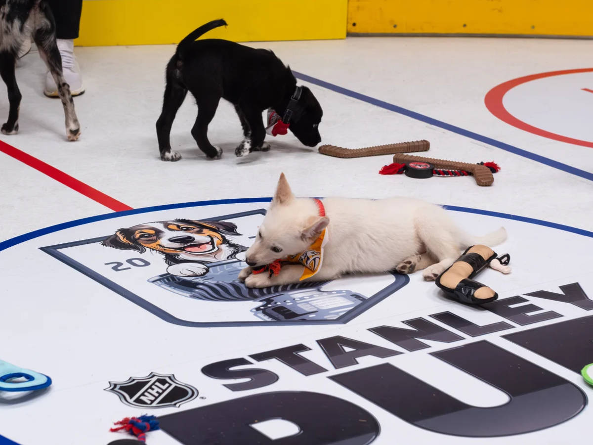 The NHL Stanley Pup Returns And It’s Cuter Than Ever Before