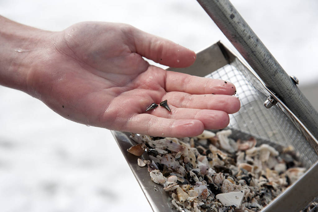 Hunt For Fossils At This Stunning Florida Beach Known As The ‘Shark ...