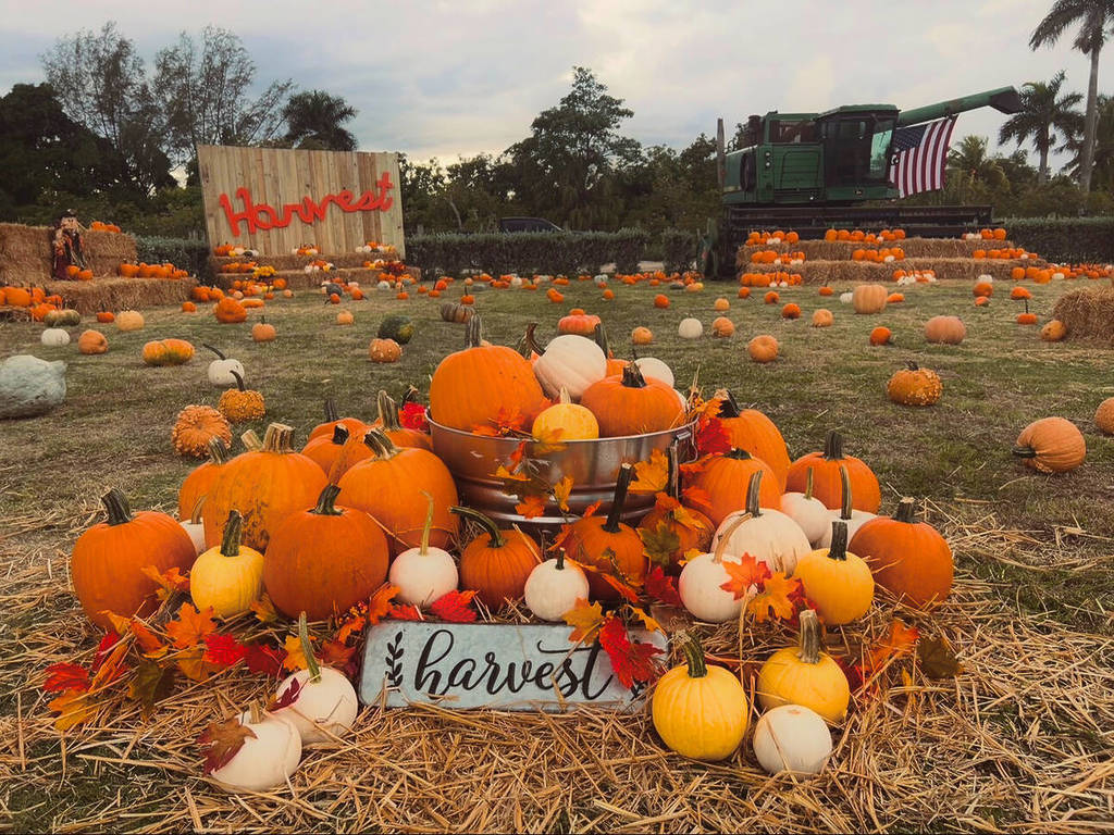 9 Must-Visit Pumpkin Patches In Miami To Get Into The Fall Spirit