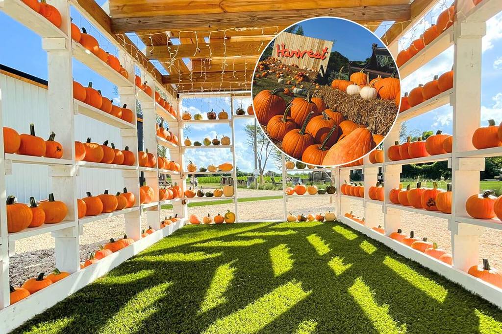 This Miami Farm Turns Into A Fall Wonderland In September With A 5-Acre ...