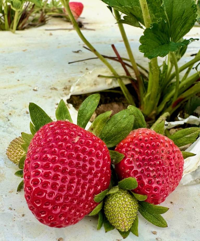 6 Best Farms For Pick-Your-Own Strawberries Around Miami