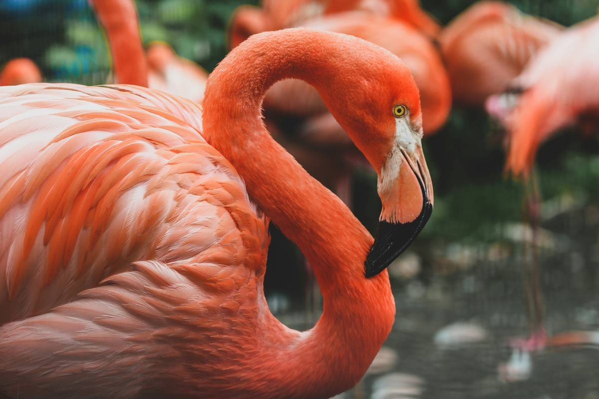 New Bill Backed By Lawmakers Could Make The Flamingo Florida’s Official ...