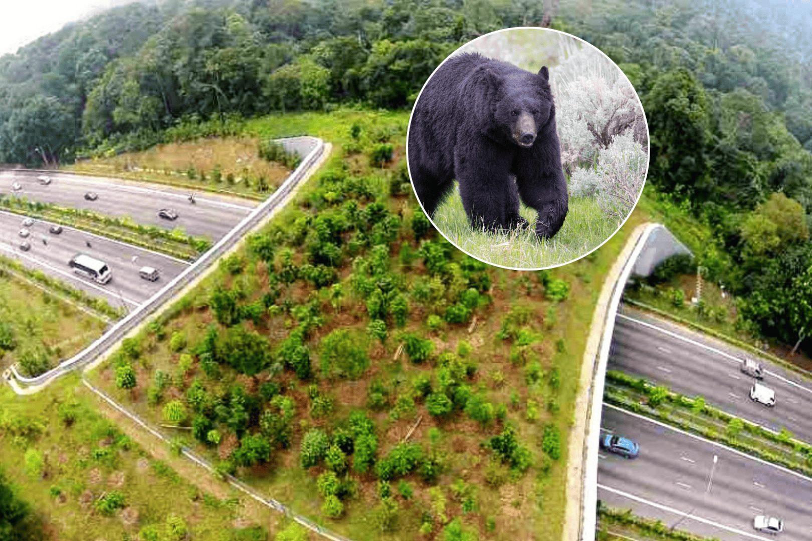 India's Longest Animal Overpass On Delhi-Mumbai Expressway