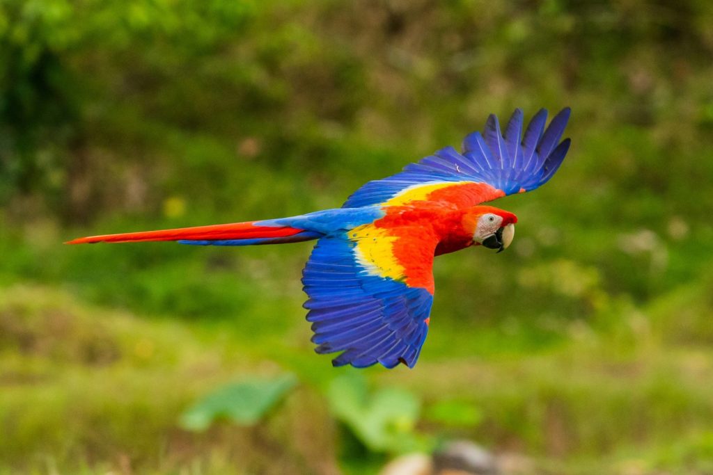 Delhi Zoo Launches Weekly Sunday Bird Walk And Its Free