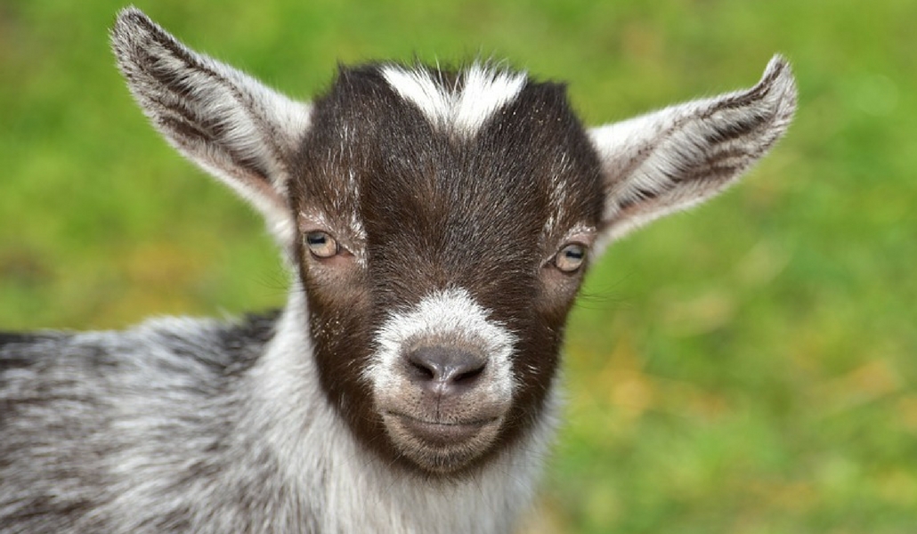 Prospect Park Is Throwing A Party To Welcome Back Their Famous ...