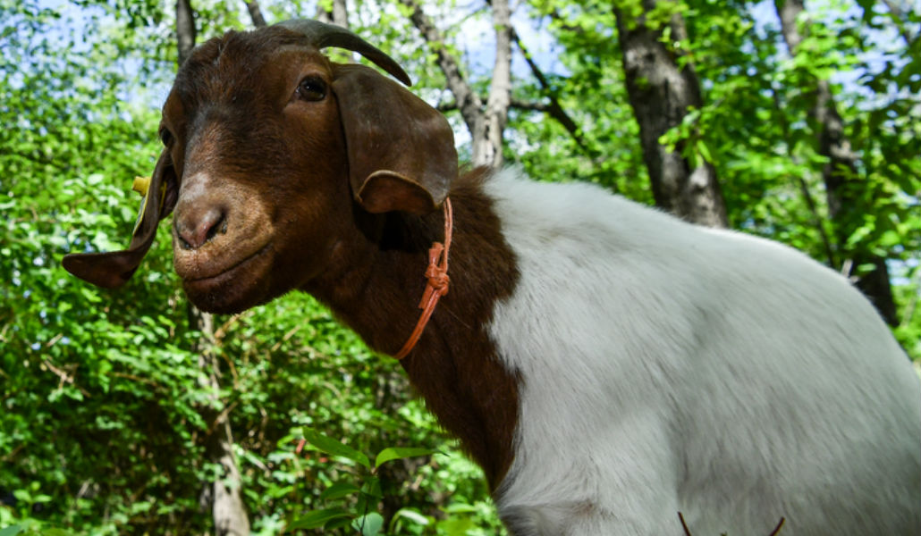 Meet the new Weed-Munching Prospect Park Goats