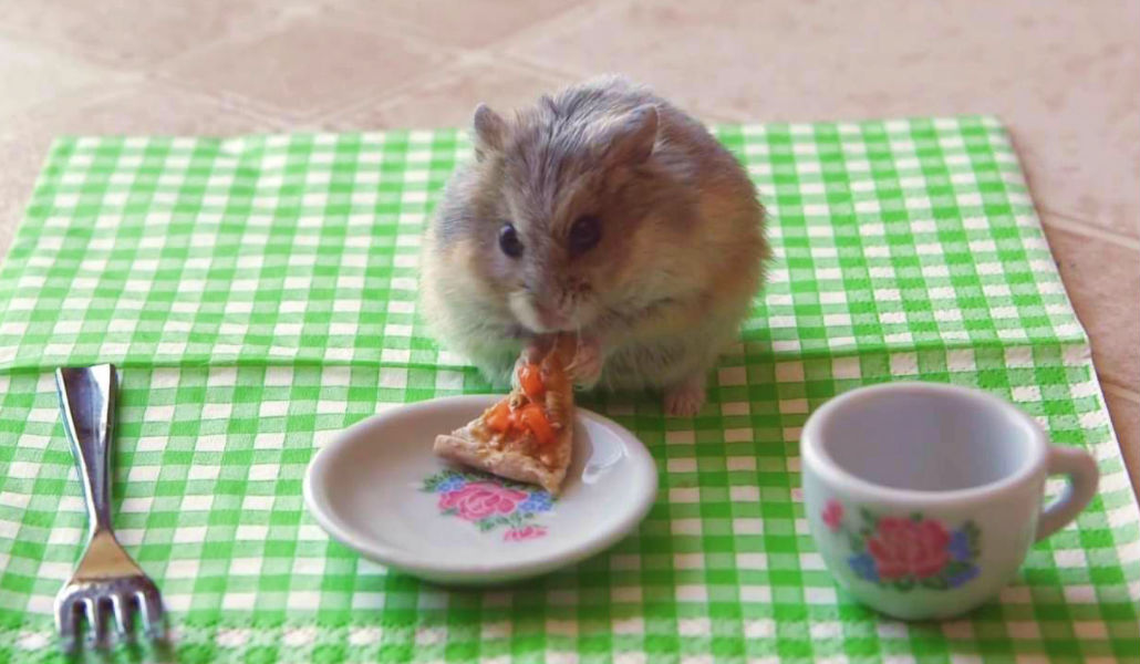 Mice In New York City Are Evolving To Better Digest Our Pizza