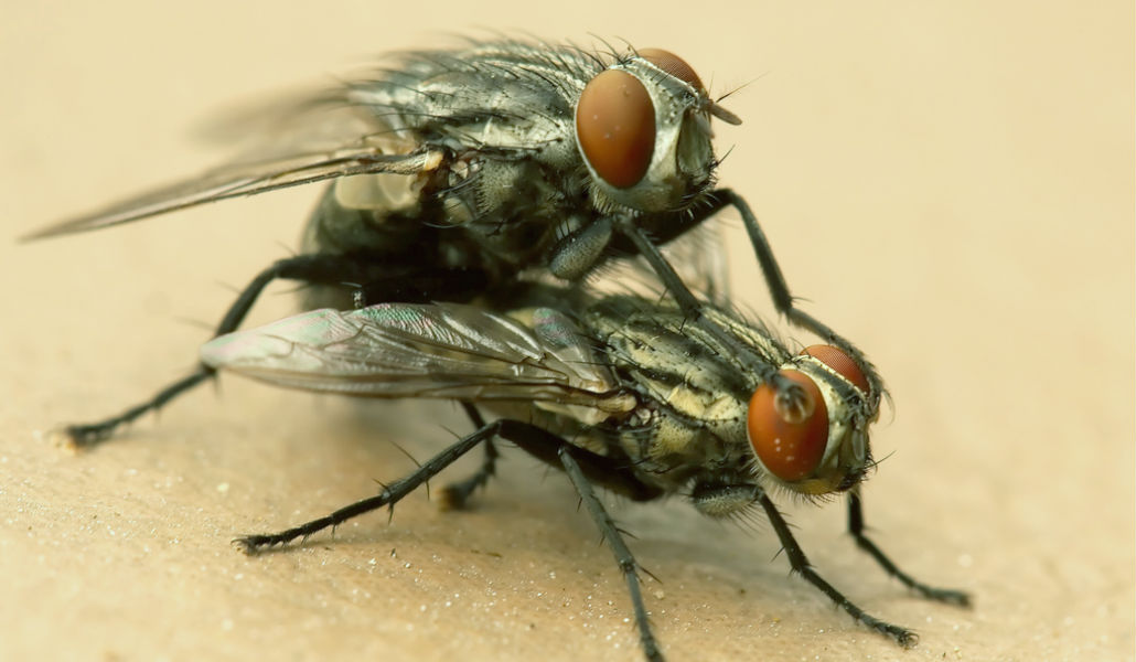 Scientists Discover a 'Kinky' New Fly Species in New York City