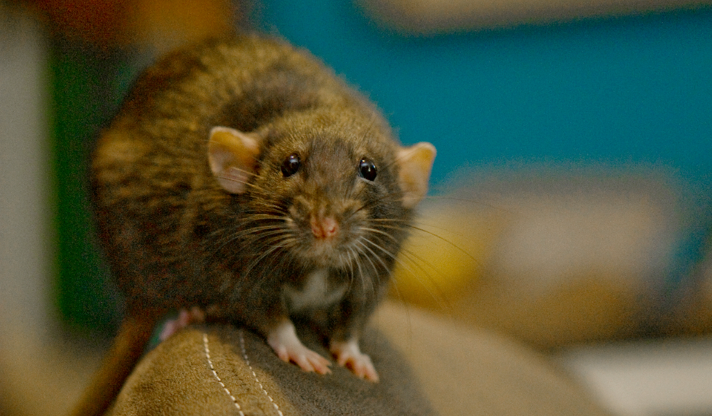 NYC is No Longer the ‘Rat Capital’ of America, Study Says