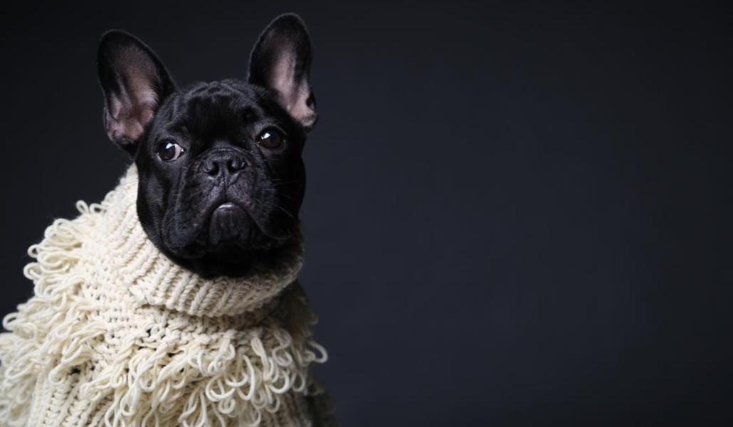 A One Day Doggy Pop-Up Is Happening In NYC This Weekend