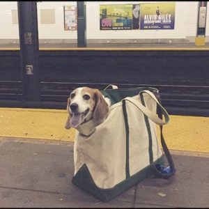 Dogs Are Required To Be In A Bag On The Subway, These Clever Commuters ...