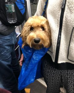 Dogs Are Required To Be In A Bag On The Subway, These Clever Commuters ...