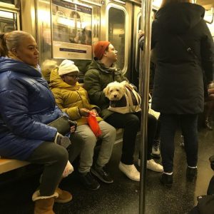 Dogs Are Required To Be In A Bag On The Subway, These Clever Commuters ...
