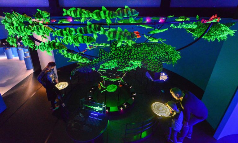Dive Into ‘Unseen Oceans’ And Explore Glow-In-The-Dark Fish At This ...
