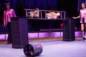 Witness The Most Extraordinary Performances In NYC At The Big Apple Circus