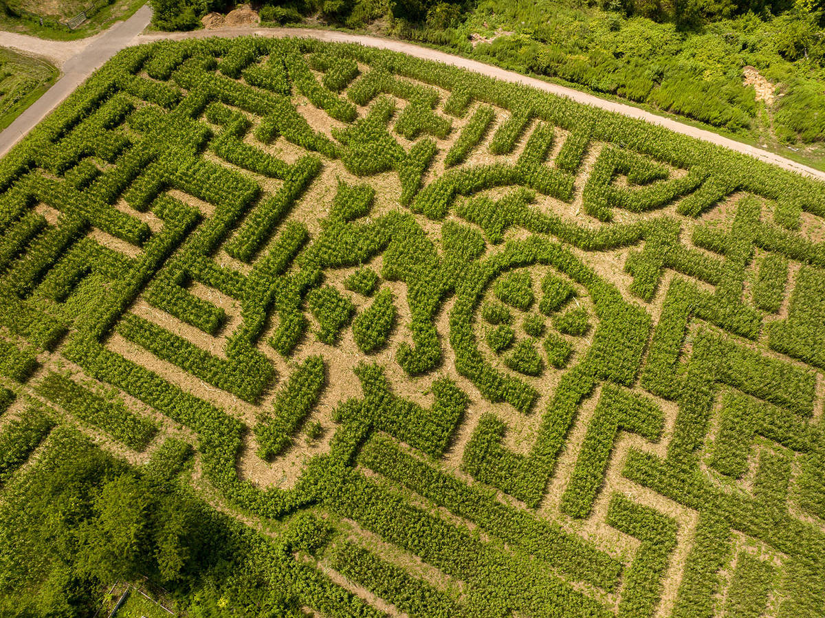 10 Best Corn Mazes To Visit This Fall Near New York City