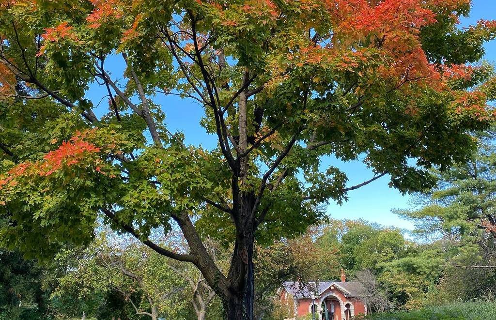 20 Best Spots To Catch NYC's Peak Fall Foliage (2023)