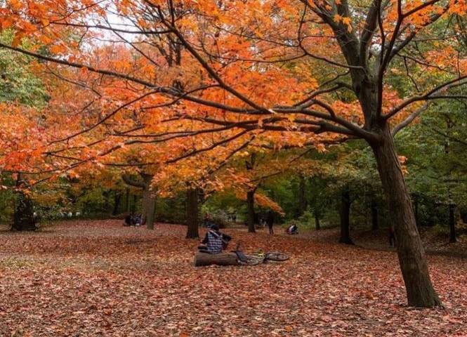 20 Best Spots To Catch NYC's Peak Fall Foliage (2023)