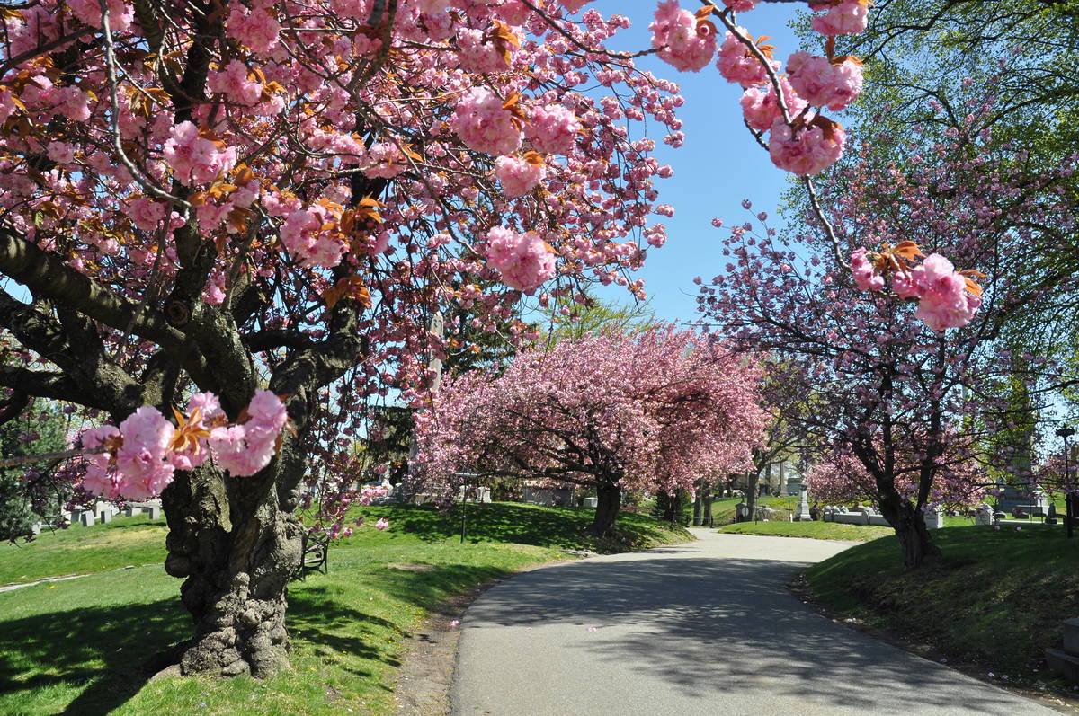 Where To See Cherry Blossoms In NYC (2025)