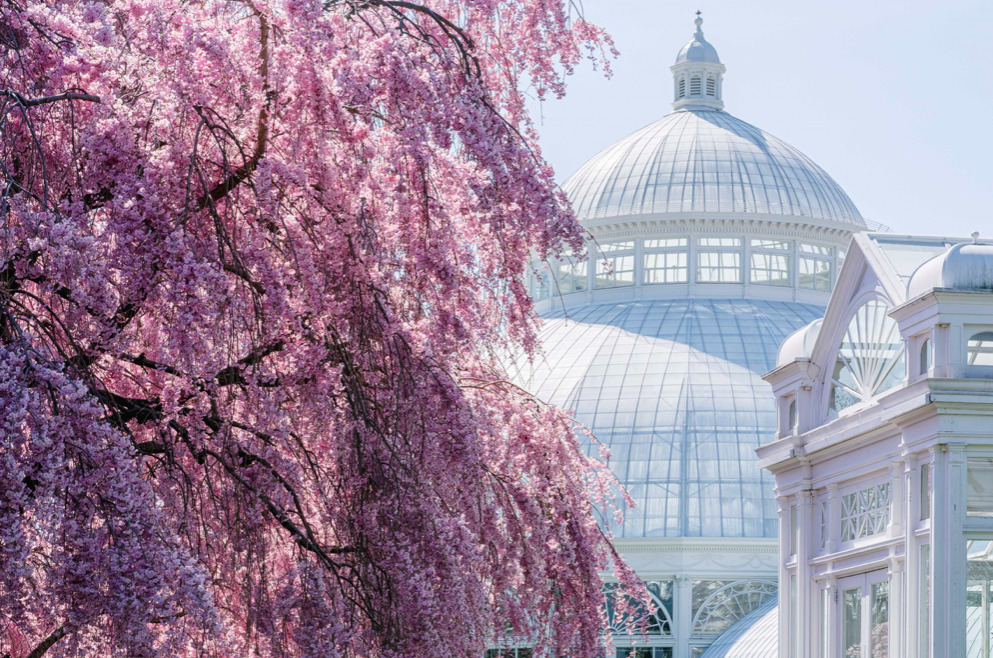 10 Best Things To Do In The Bronx, New York