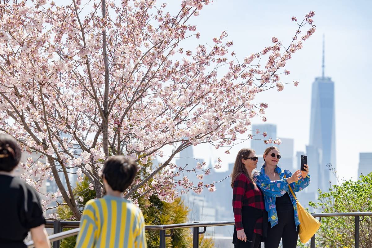 Where To See Cherry Blossoms In NYC (2025)