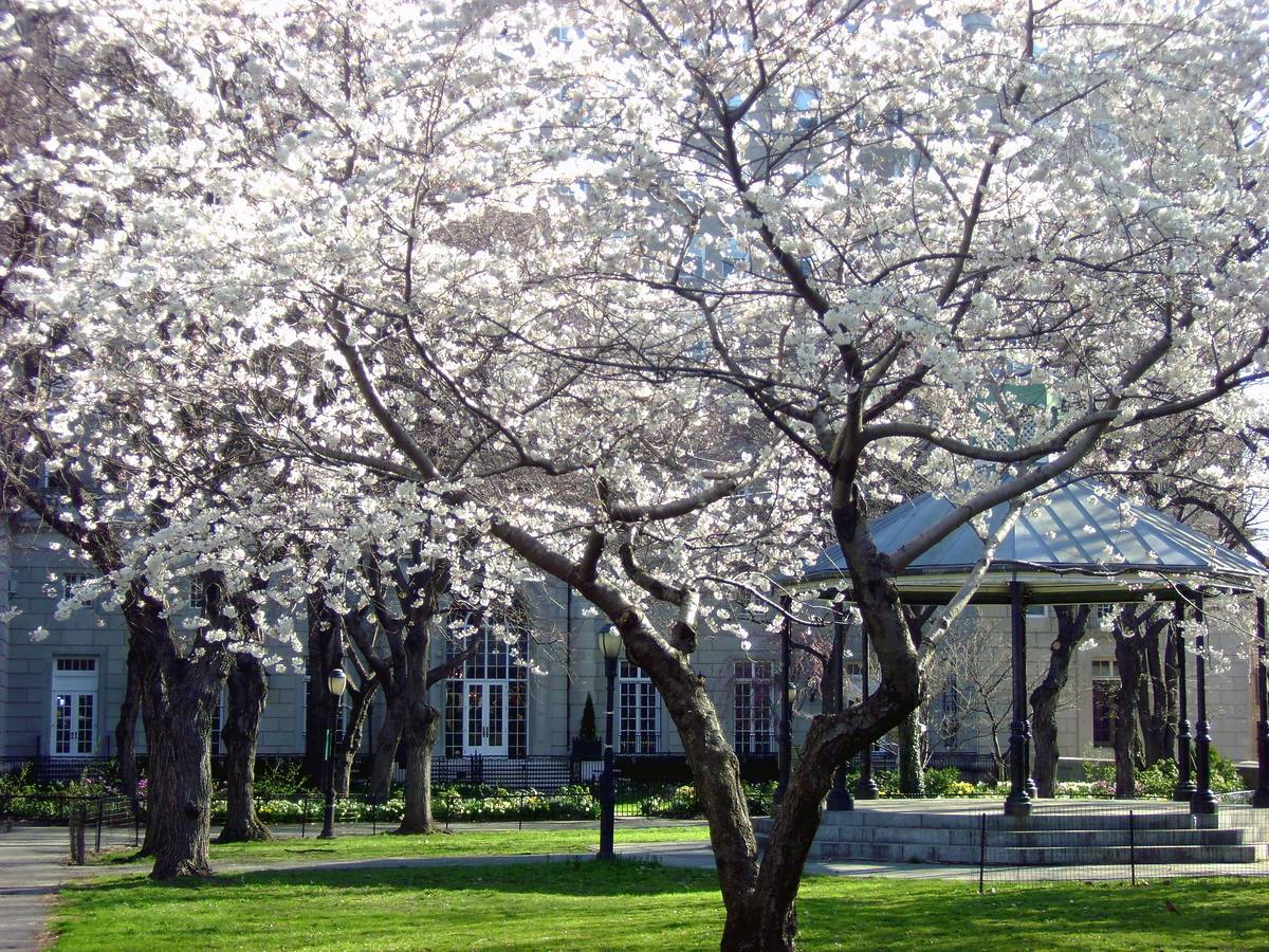 Where To See Cherry Blossoms In NYC (2025)