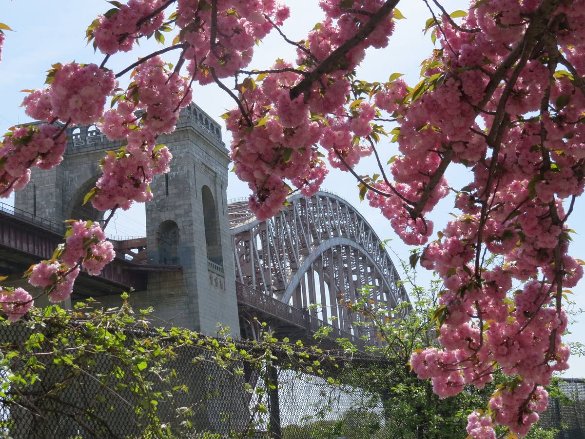 Where To See Cherry Blossoms In NYC (2025)