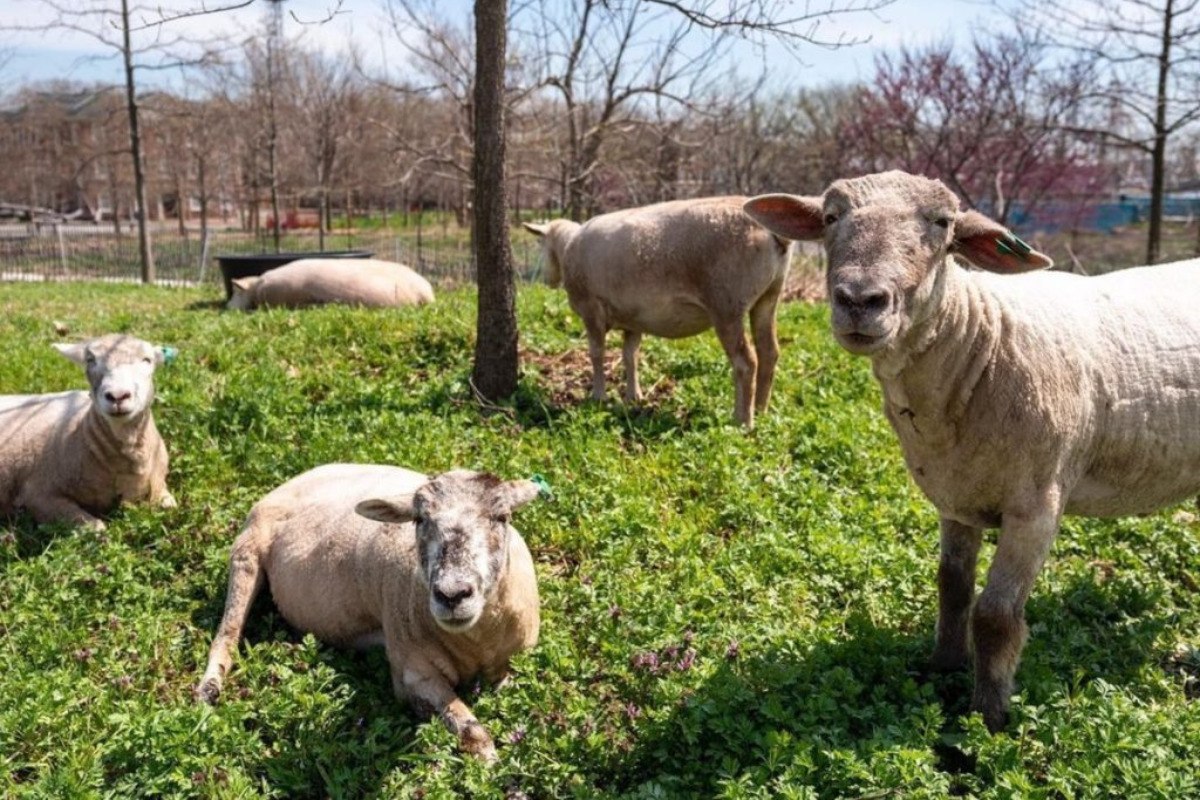 These Adorable Sheep Have Been Saving Governors Island’s Ecosystem—But ...