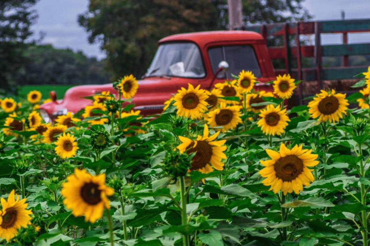 You Can Pick Your Own Sunflowers At This Farm In NJ