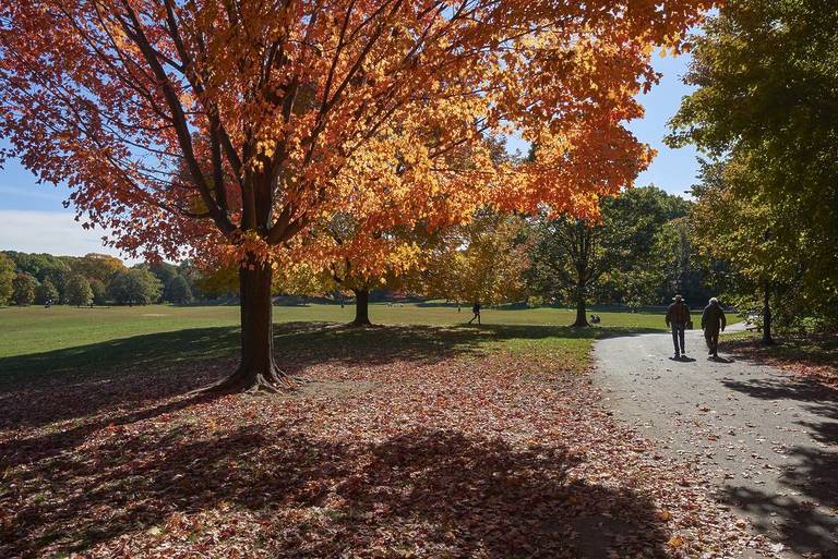 20 Best Spots To Catch Fall Foliage In NYC (2025)