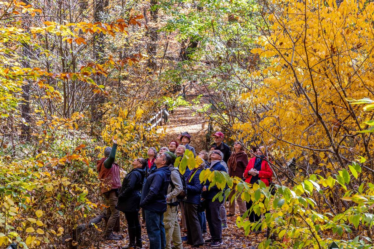 20 Best Spots To Catch Fall Foliage In NYC (2025)