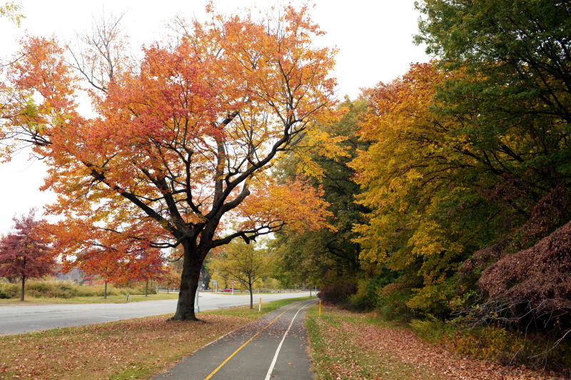 20 Best Spots To Catch Fall Foliage In NYC (2025)