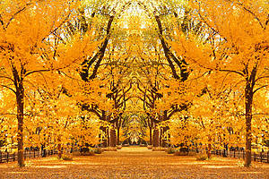 Fun Things To Do In NYC This Weekend: Nov. 24 - 26