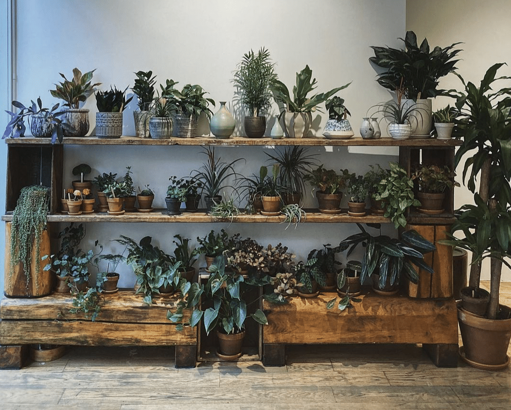 15 Best Manhattan Plant Shops To Turn Your Home Into A Jungle - Secret NYC