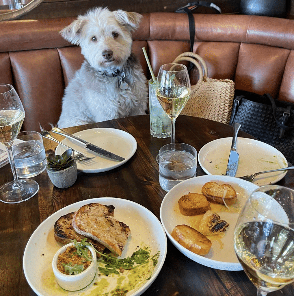 The Best Dog-Friendly Restaurants & Bars In NYC (2025)
