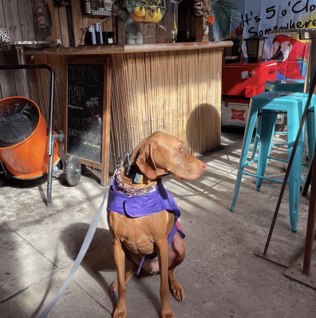 The Best Dog-Friendly Restaurants & Bars In NYC (2025)