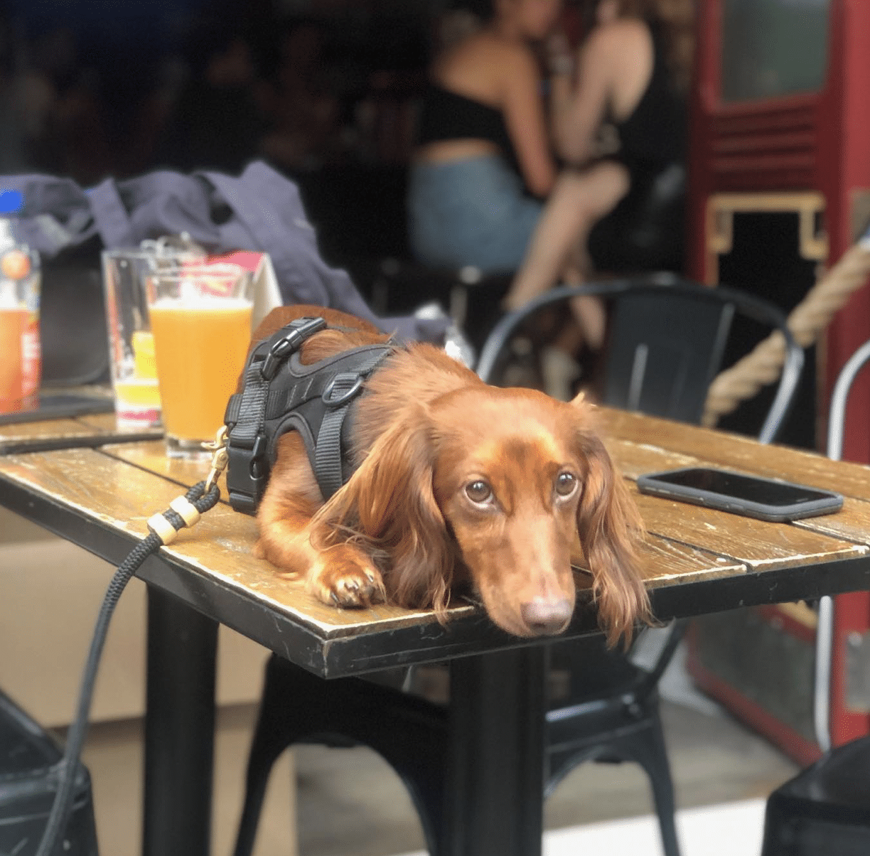 The Best Dog-Friendly Restaurants & Bars In NYC (2025)