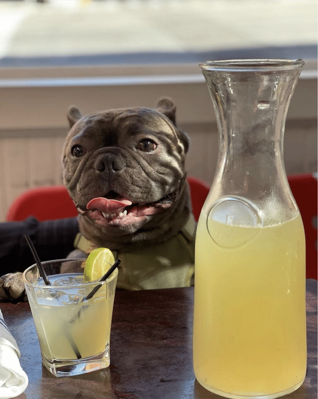 The Best Dog-Friendly Restaurants & Bars In NYC (2025)