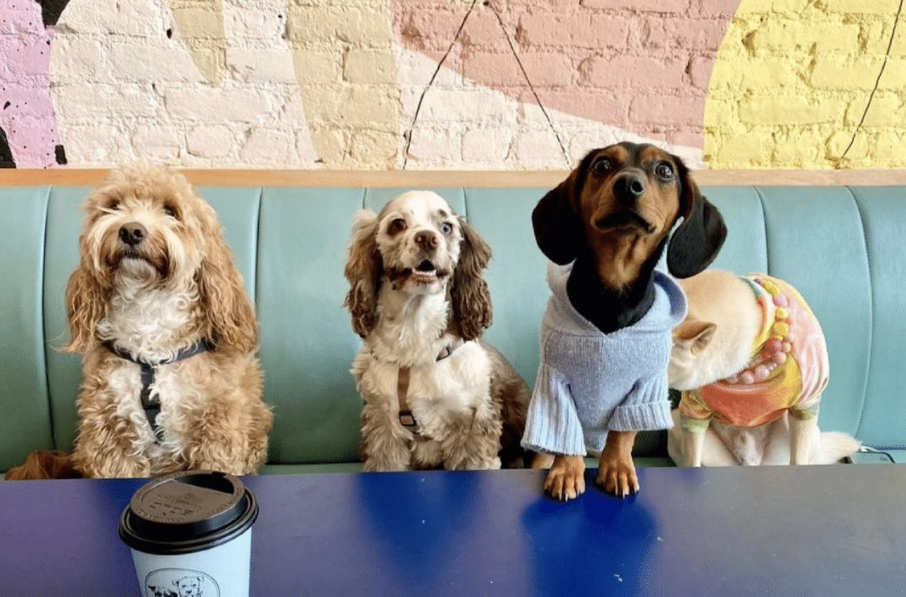 The Best Dog-Friendly Restaurants & Bars In NYC (2025)