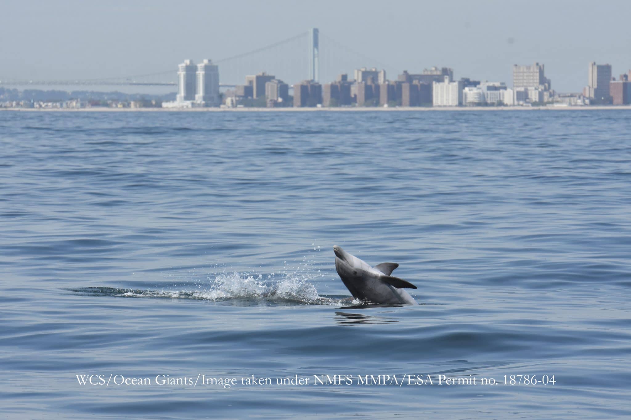 New Study Shows NY Harbor Is A ‘Dining Hotspot’ For Bottlenose Dolphins