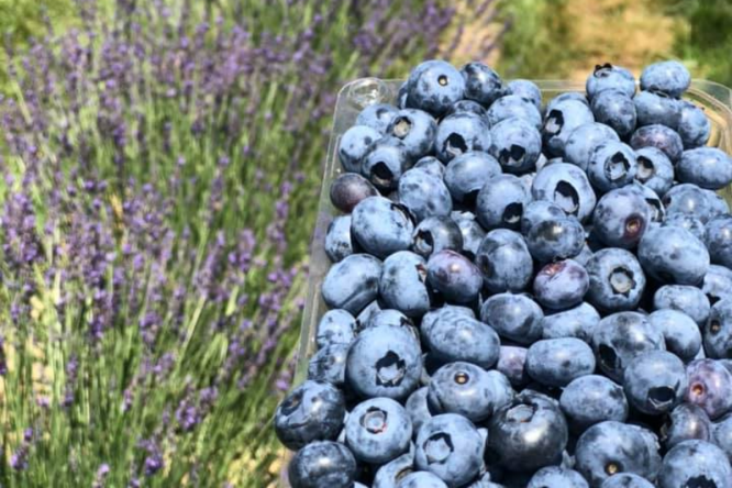 You Can Pick Fresh Berries And Wander Lavender Fields At This Farm In ...