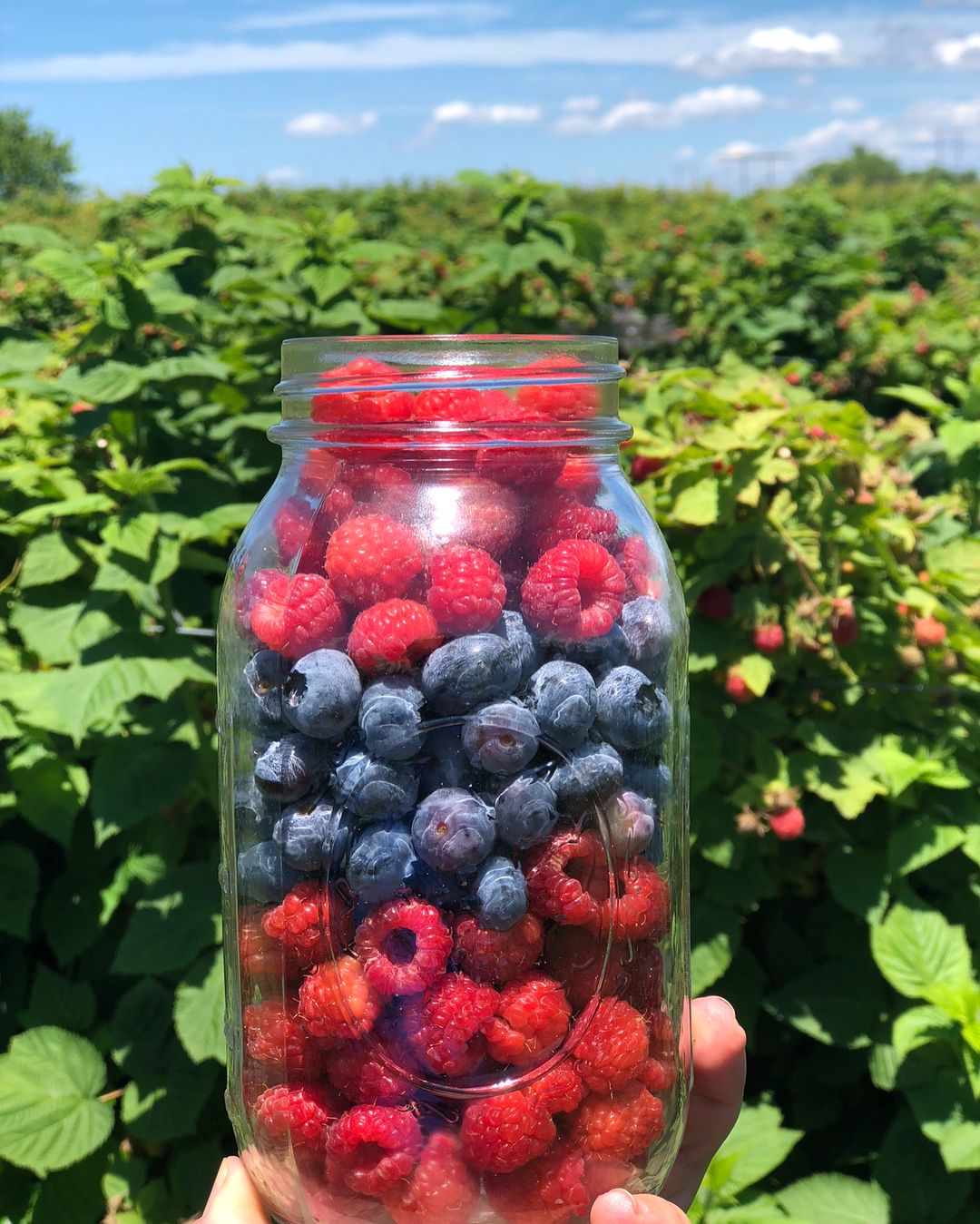 You Can Pick Fresh Berries And Wander Lavender Fields At This Farm In ...