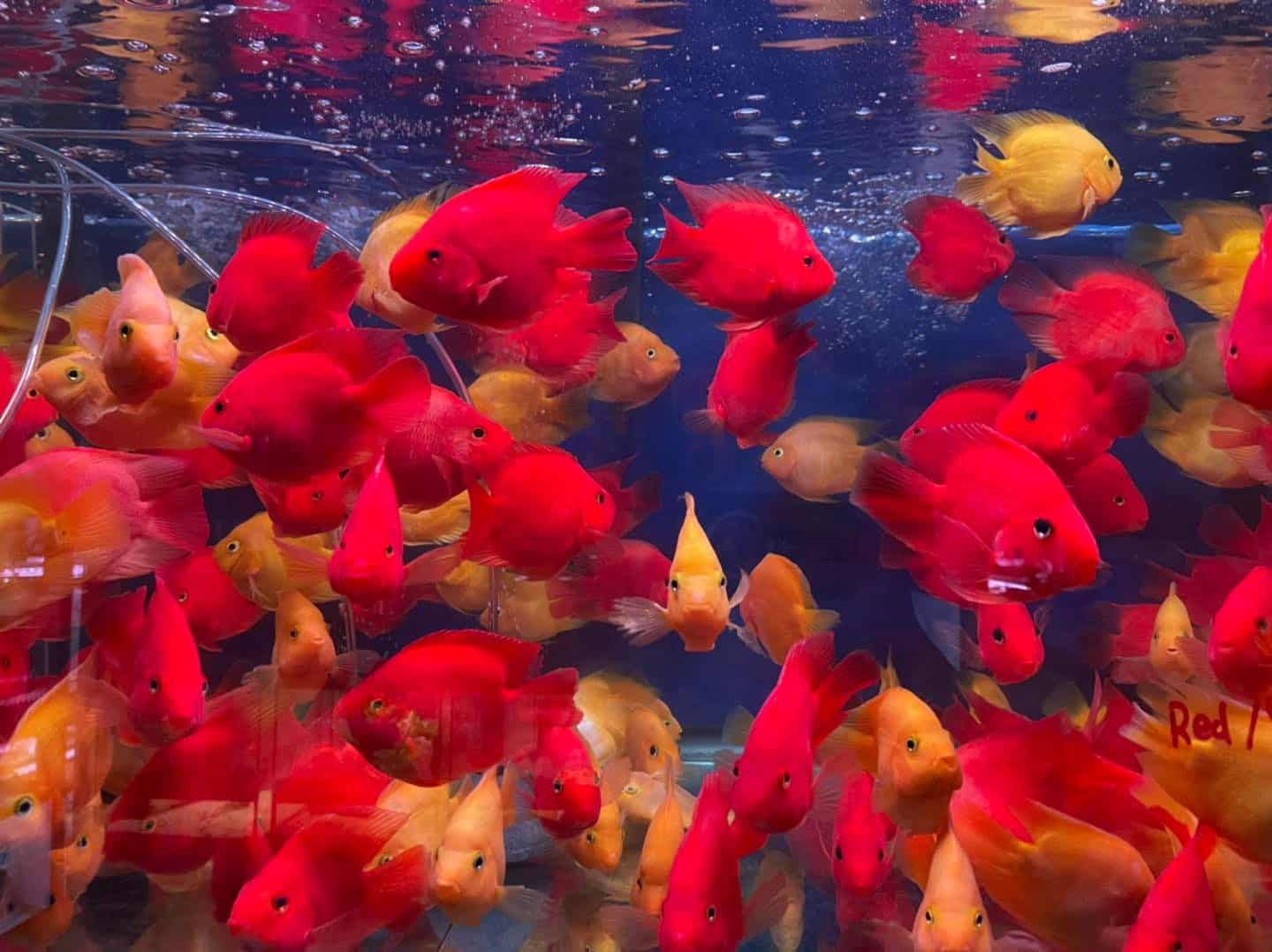 10 Beste Aquariums, Dierentuinen En Viswinkels In NYC - Secret NYC