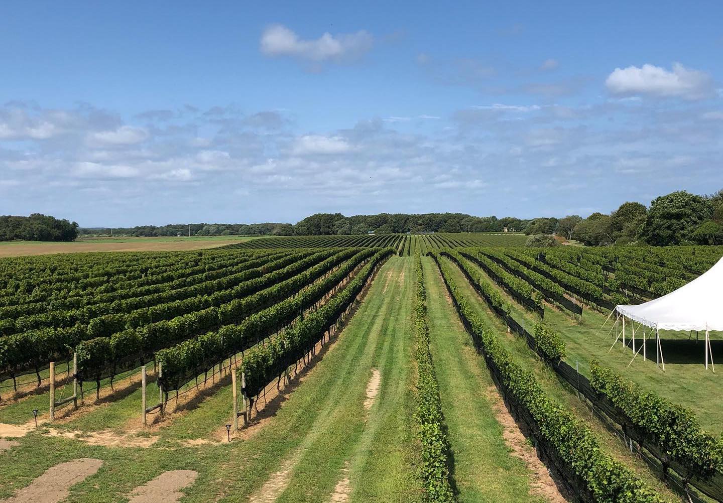 10 Best Wineries & Vineyards On Long Island, NY - Secret NYC