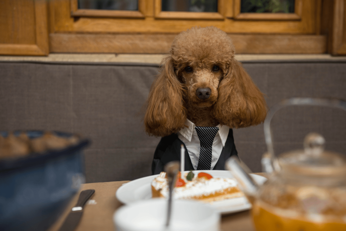 This New Canine Kitchen Is Serving Food For Dogs In The UWS